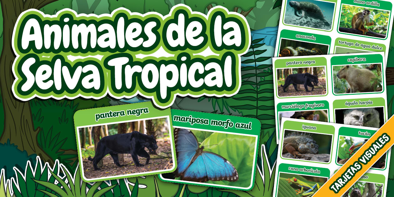 Tarjetas Visuales: Animales de la Selva Tropical