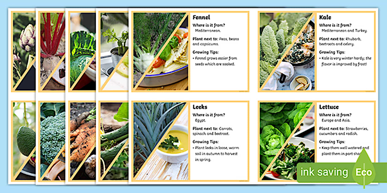 School Garden Vegetable Informative Plant Labels - Twinkl