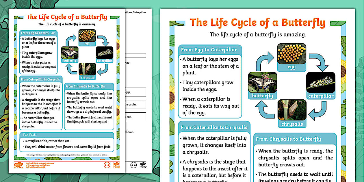 Butterfly Life Cycle: Differentiated Comprehension Worksheet