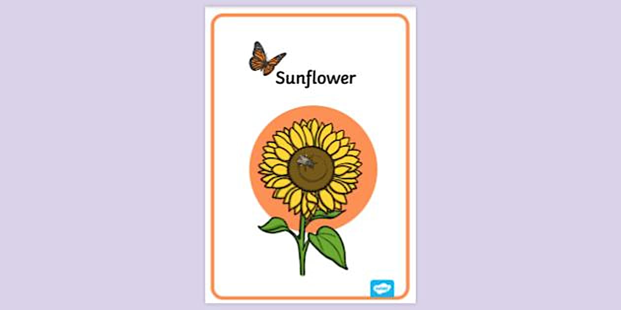 Printable Sunflower Poster | Primary Resources - Twinkl