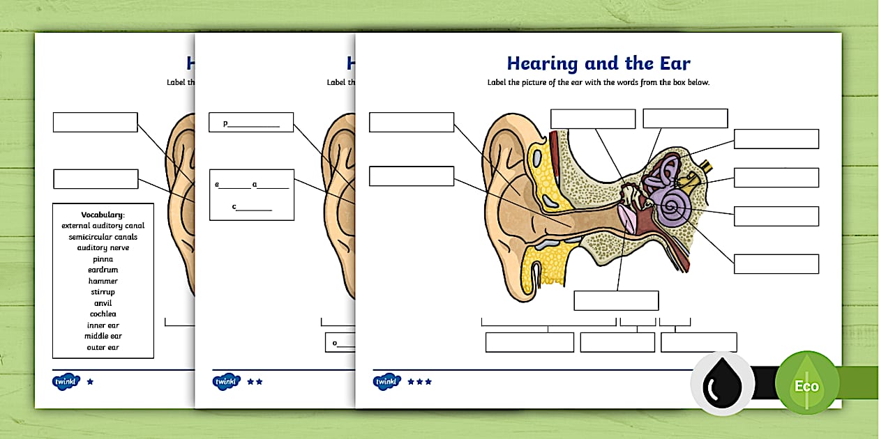 Parts of an Ear Labelling Activity (teacher made) - Twinkl