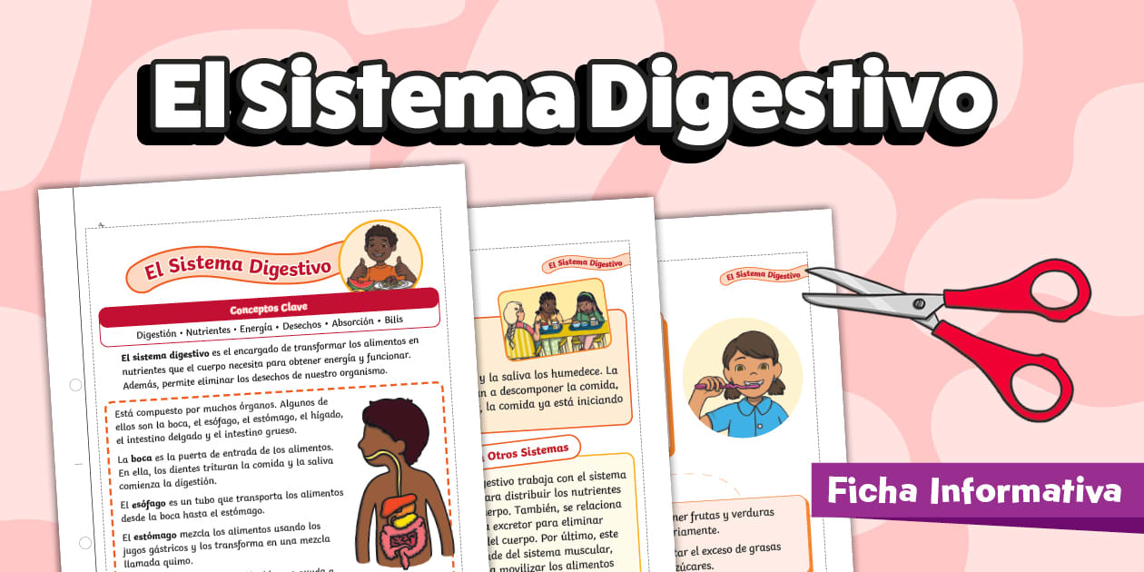 Ficha Informativa | Sistema Digestivo | Cuerpo Humano