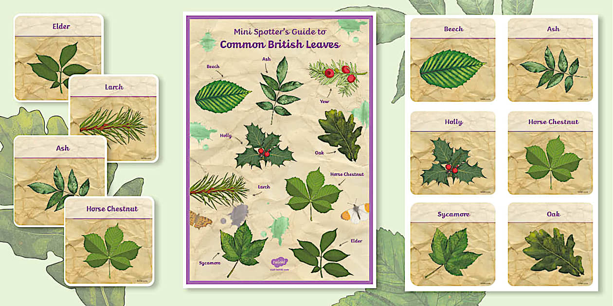 Common Leaf ID Guides (teacher made) - Twinkl