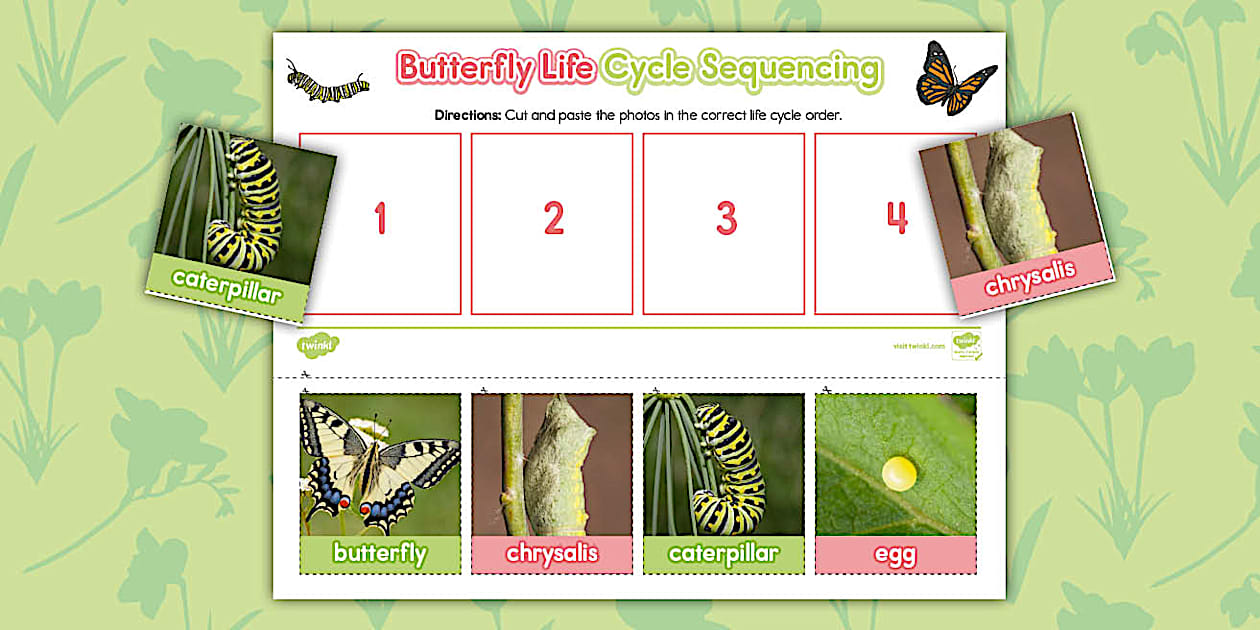Early Childhood Butterfly Photo Life Cycle Sequencing Worksheet