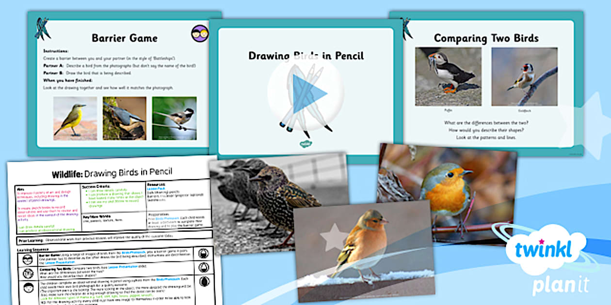 Art: Wildlife: Drawing Birds in Pencil UKS2 Lesson Pack 2