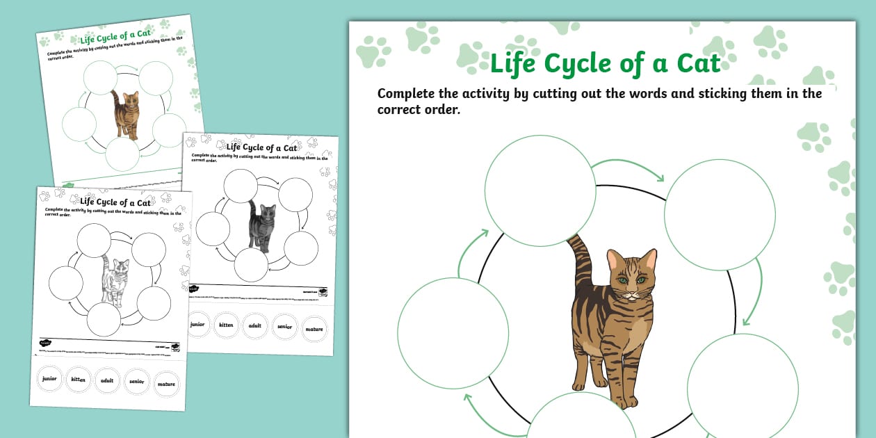 Life Cycle of a Cat Worksheet - Twinkl Science