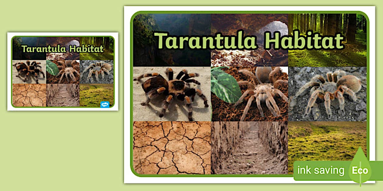 Tarantula Habitat | Display Photos | Twinkl Resources