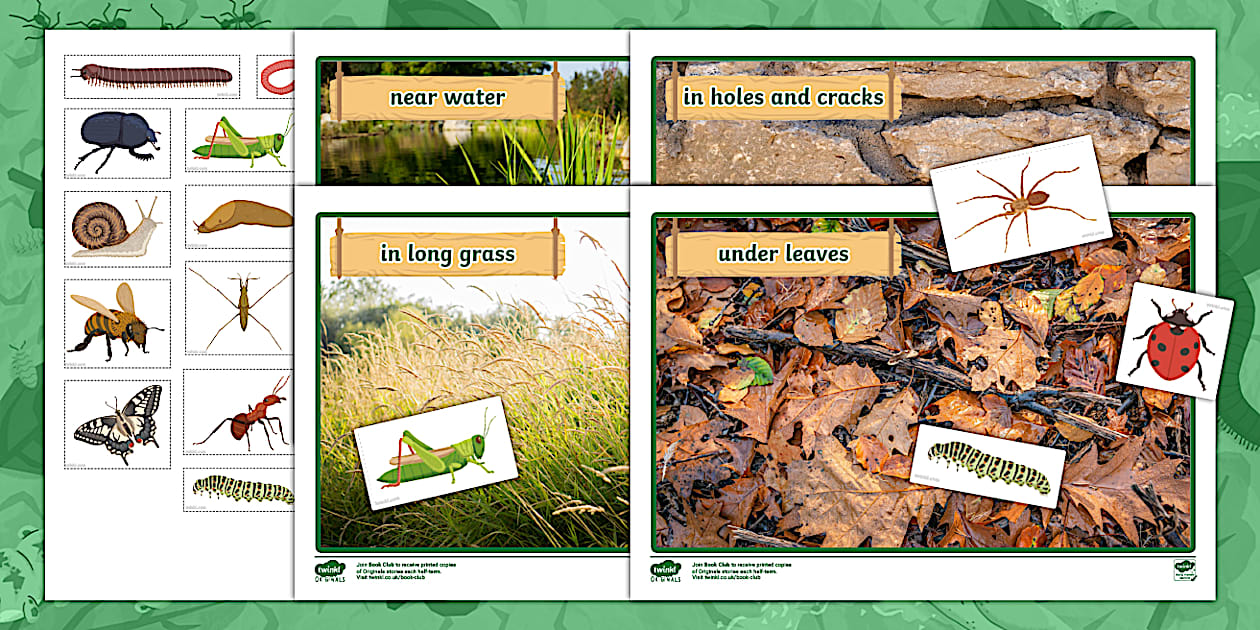 Where Do Minibeasts Live Sorting Activity Teacher Made