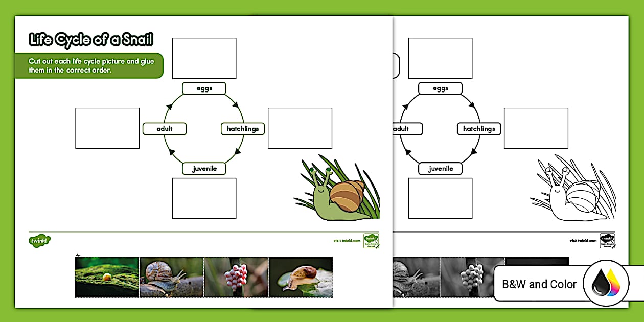 PK-K Life Cycle of a Snail Cut and Paste Worksheet - Twinkl