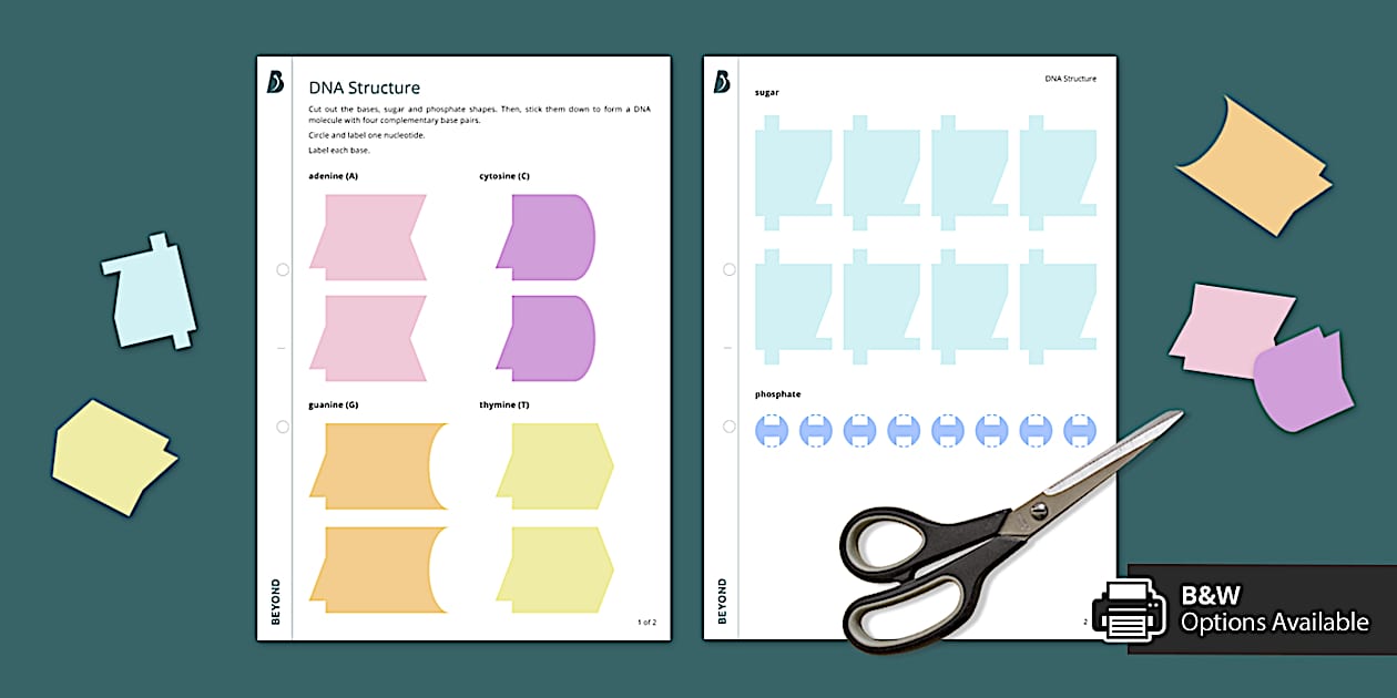 DNA Cut and Stick | GCSE Biology | Beyond (teacher made)