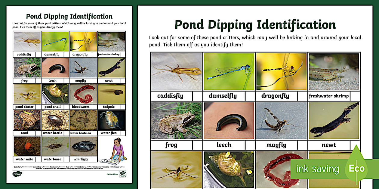 Editable KS2 Pond Dipping Identification Checklist Worksheet