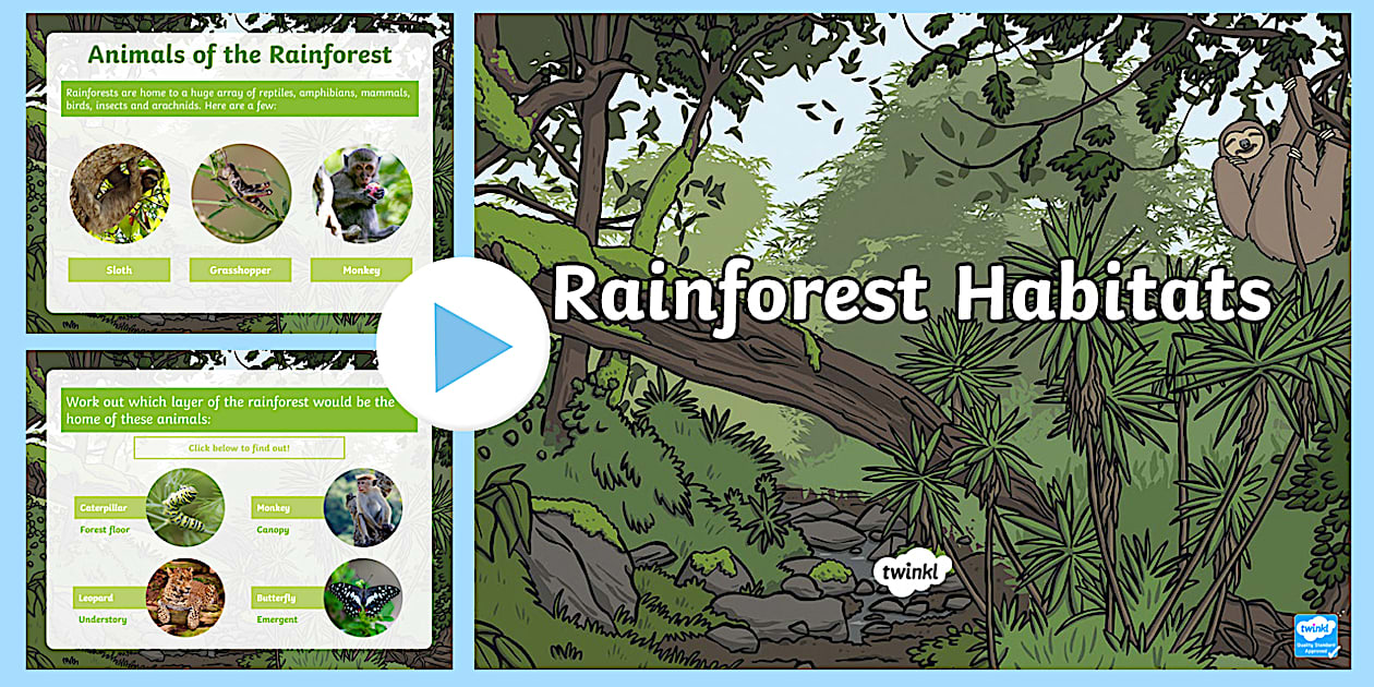 Rainforest Habitat PowerPoint - Educational Resources