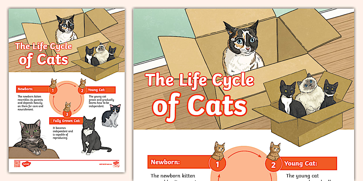 The Life Cycle of Cats (l'enseignant a fait) - Twinkl