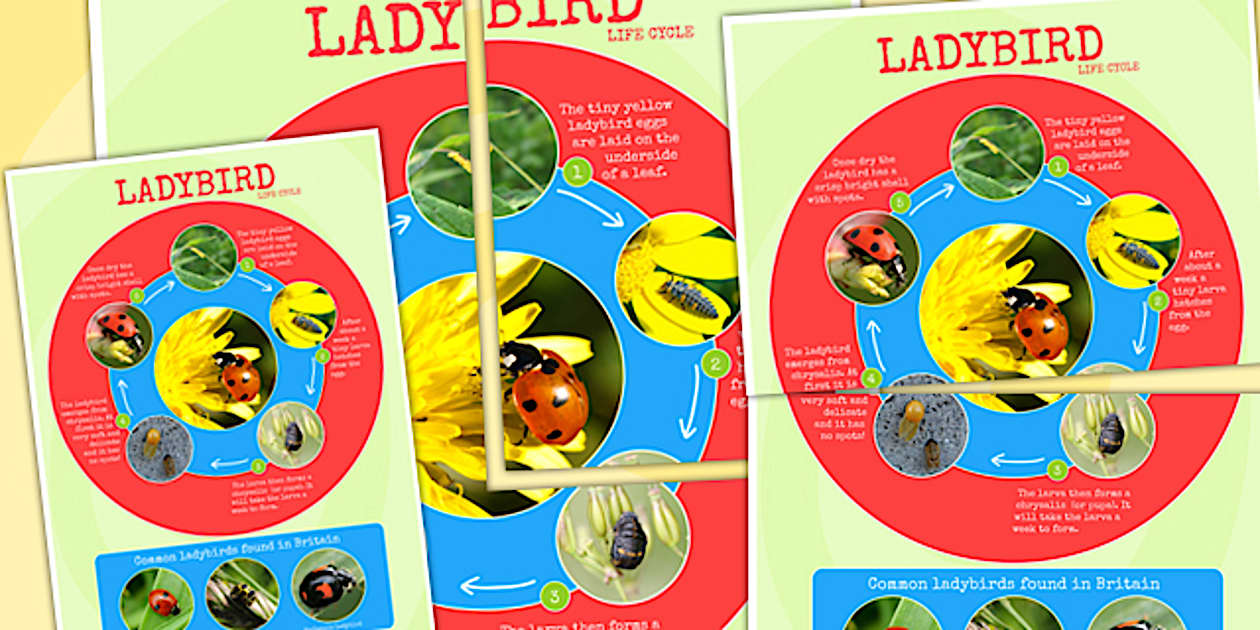 Ladybird Life Cycle Photo Large Display Poster - Twinkl
