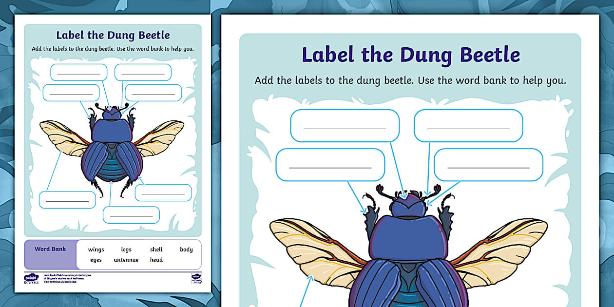 Dung Beetle Labelling Activity (l'enseignant a fait)