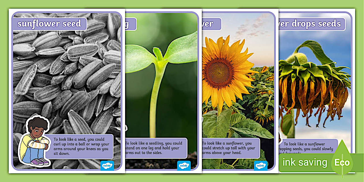 Life Cycle of a Sunflower Movement Display Posters | Twinkl