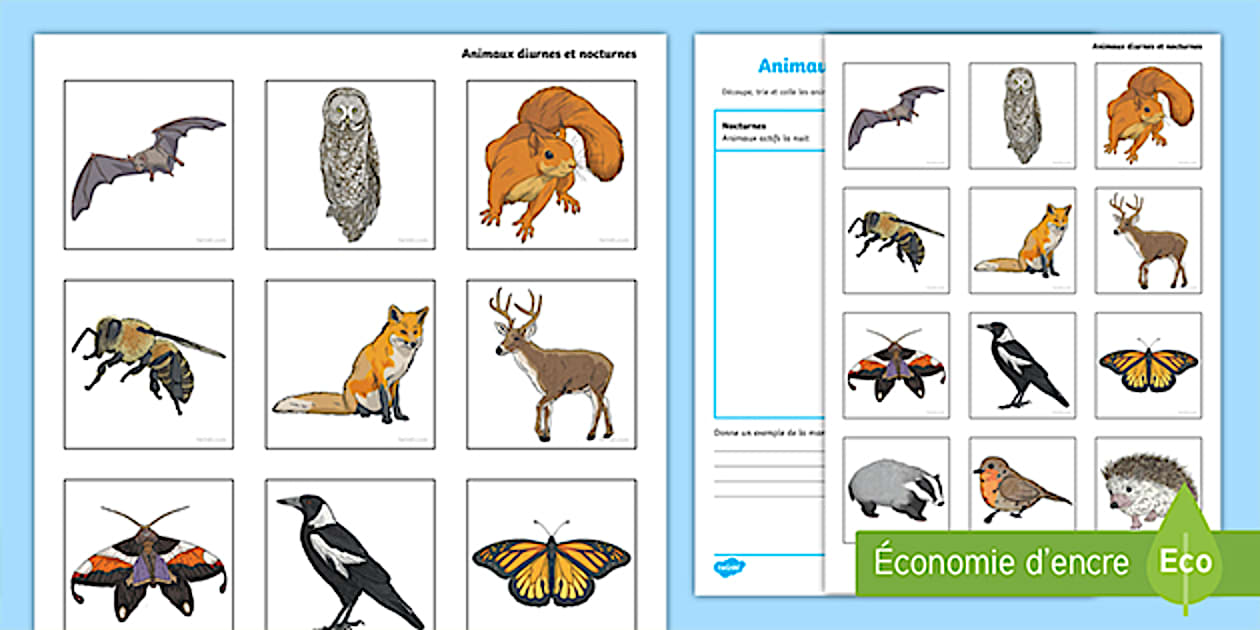 Activité de tri : animaux diurnes et nocturnes - Twinkl