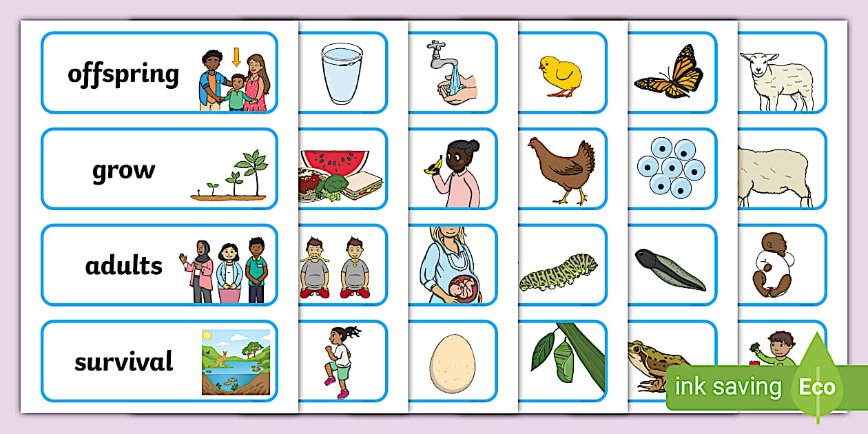 Cursive Year 2 Animals Including Humans Scientific Vocabulary Cards