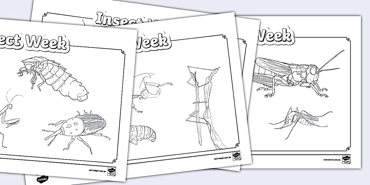 Insect Week Colouring Sheets (teacher made) - Twinkl