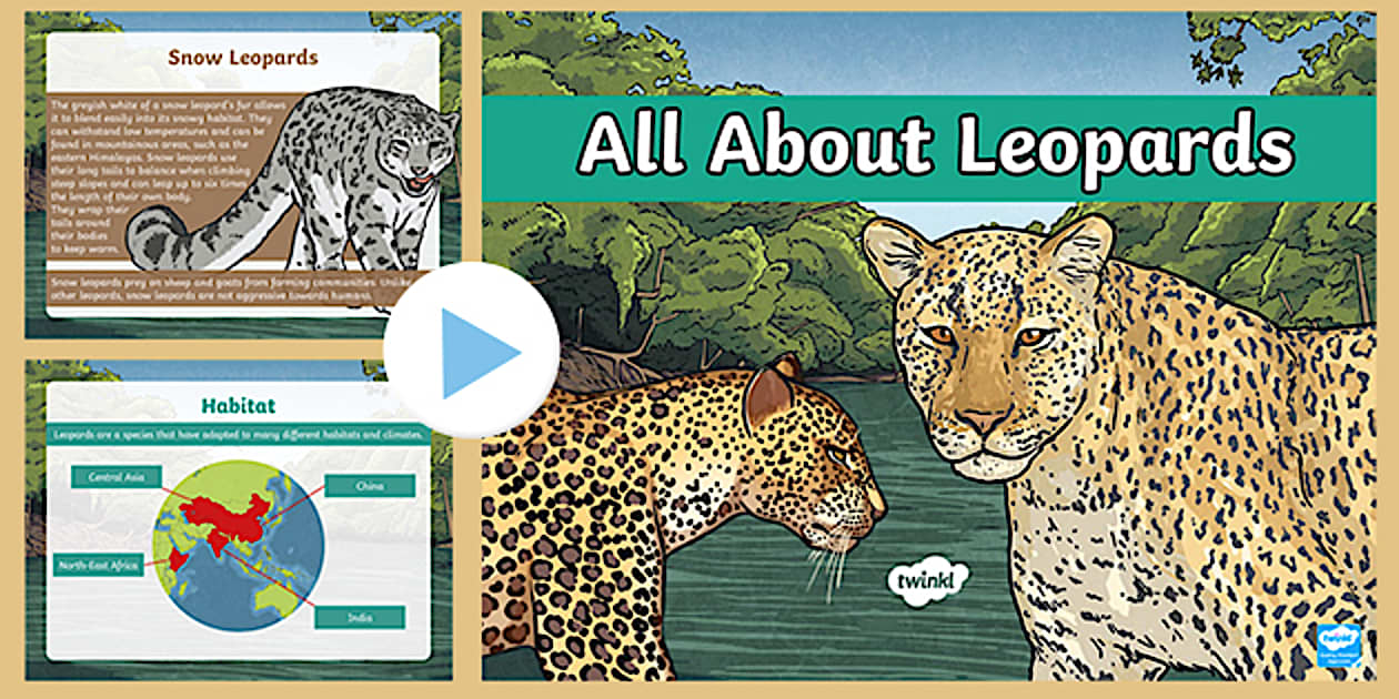 All About Leopards KS2 PowerPoint (teacher made) - Twinkl