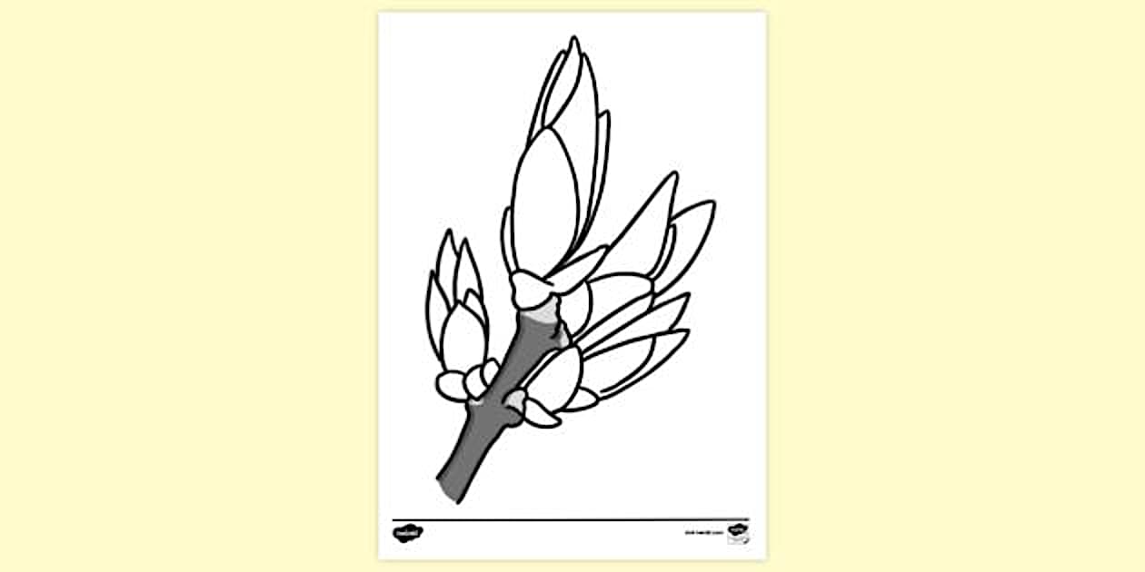 Flower Bud Colouring Sheet (teacher made) - Twinkl
