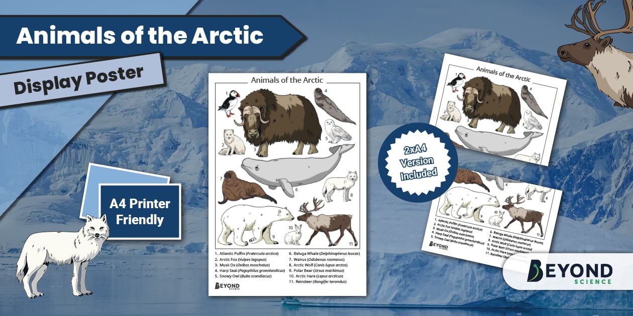 Animals of the Arctic Poster