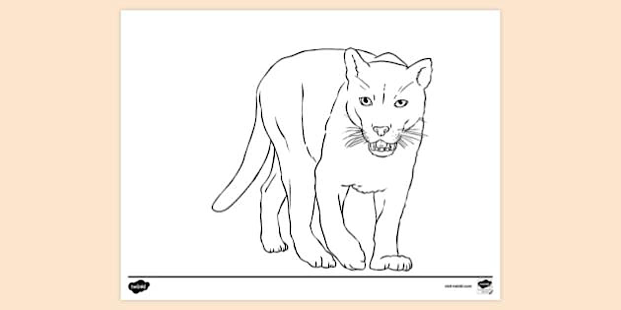 Realistic Zoo Animal Colouring | Colouring Sheets - Twinkl