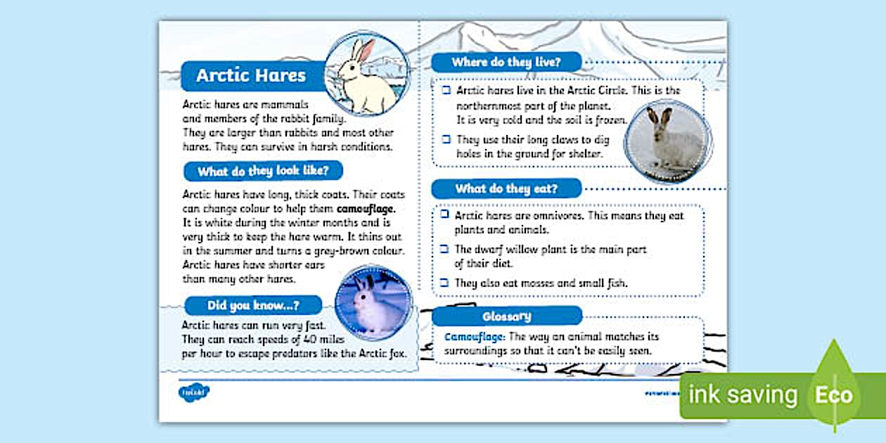 KS1 Arctic Hare Fact File - Twinkl