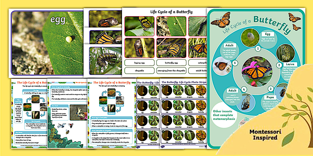 Montessori- Life Cycle of Butterfly Pack - Twinkl