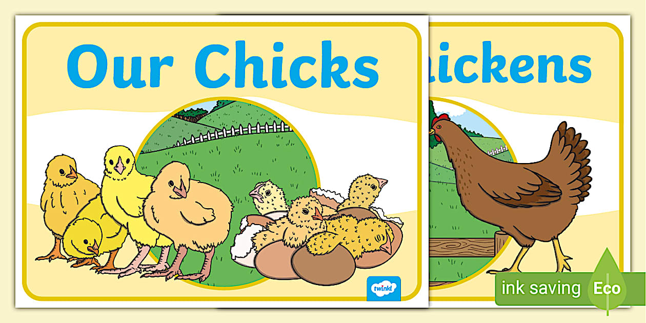 Our Chicks Display Poster (teacher made) - Twinkl