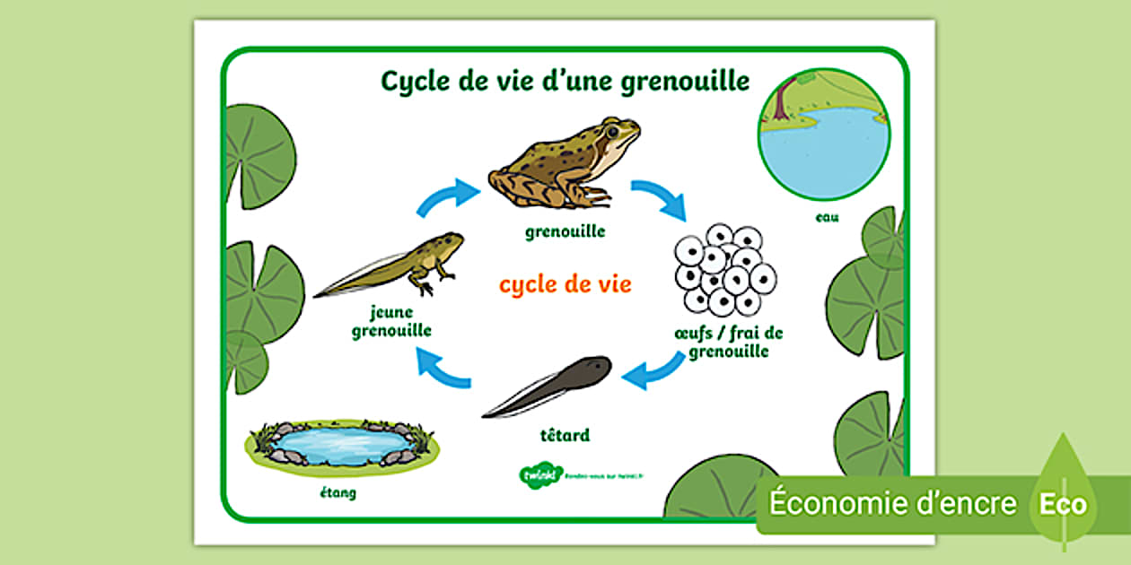 Ensemble de mots : Le cycle de vie d'une grenouille