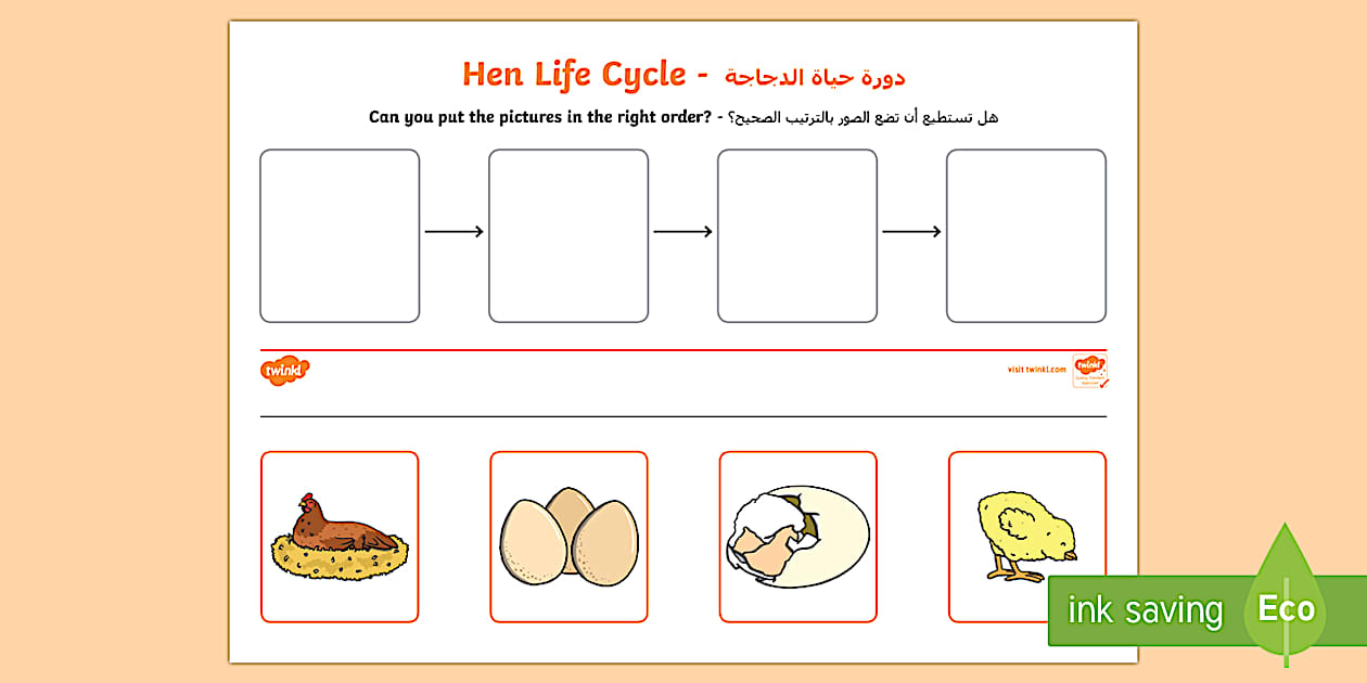 Black and White Hen Life Cycle Worksheet Arabic/English
