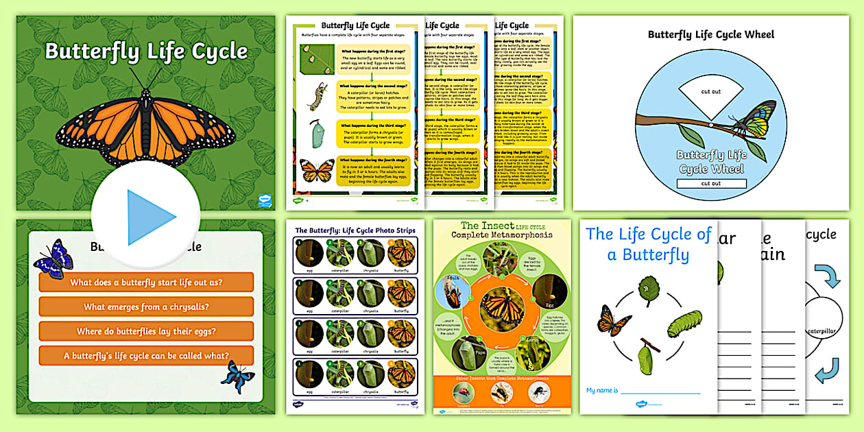 Butterfly Life Cycle Resource Pack - Twinkl