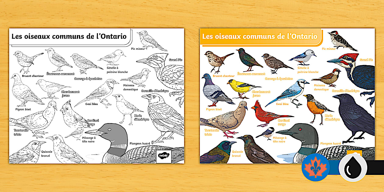 Common Birds of Ontario French (teacher made) - Twinkl