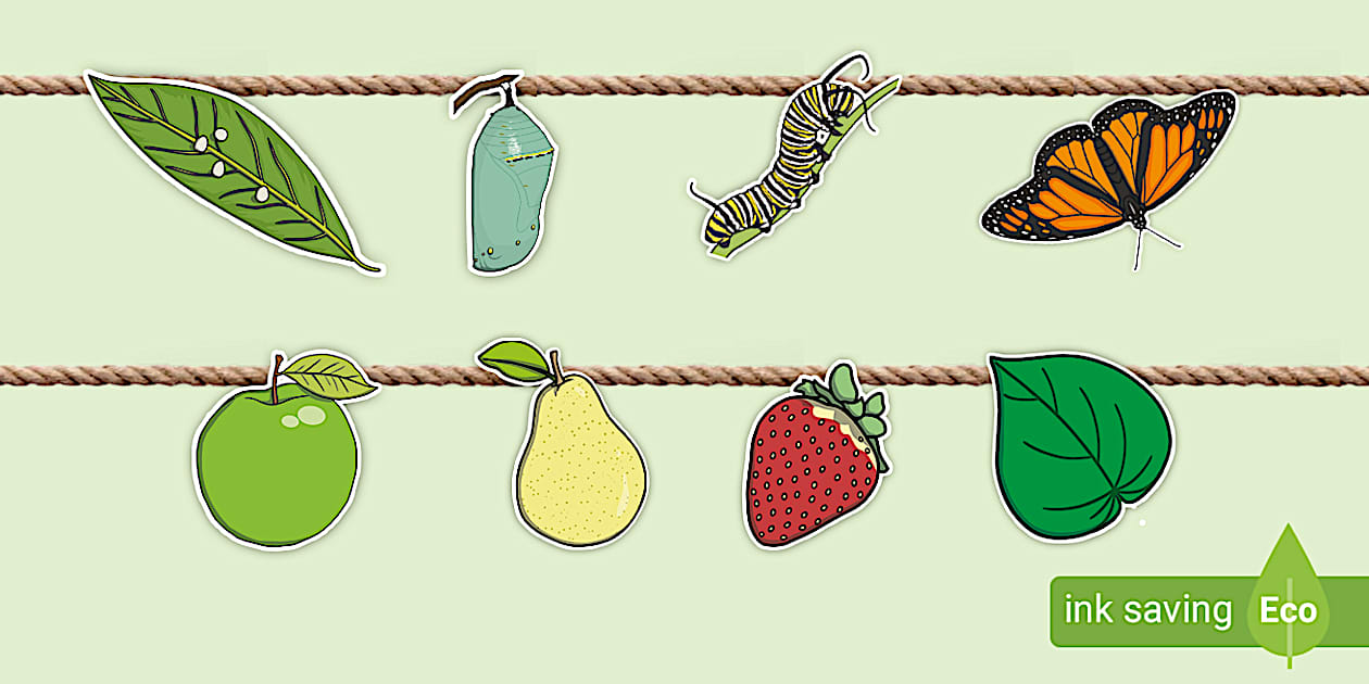 Caterpillar Lifecycle Picture Display Bunting (teacher made)