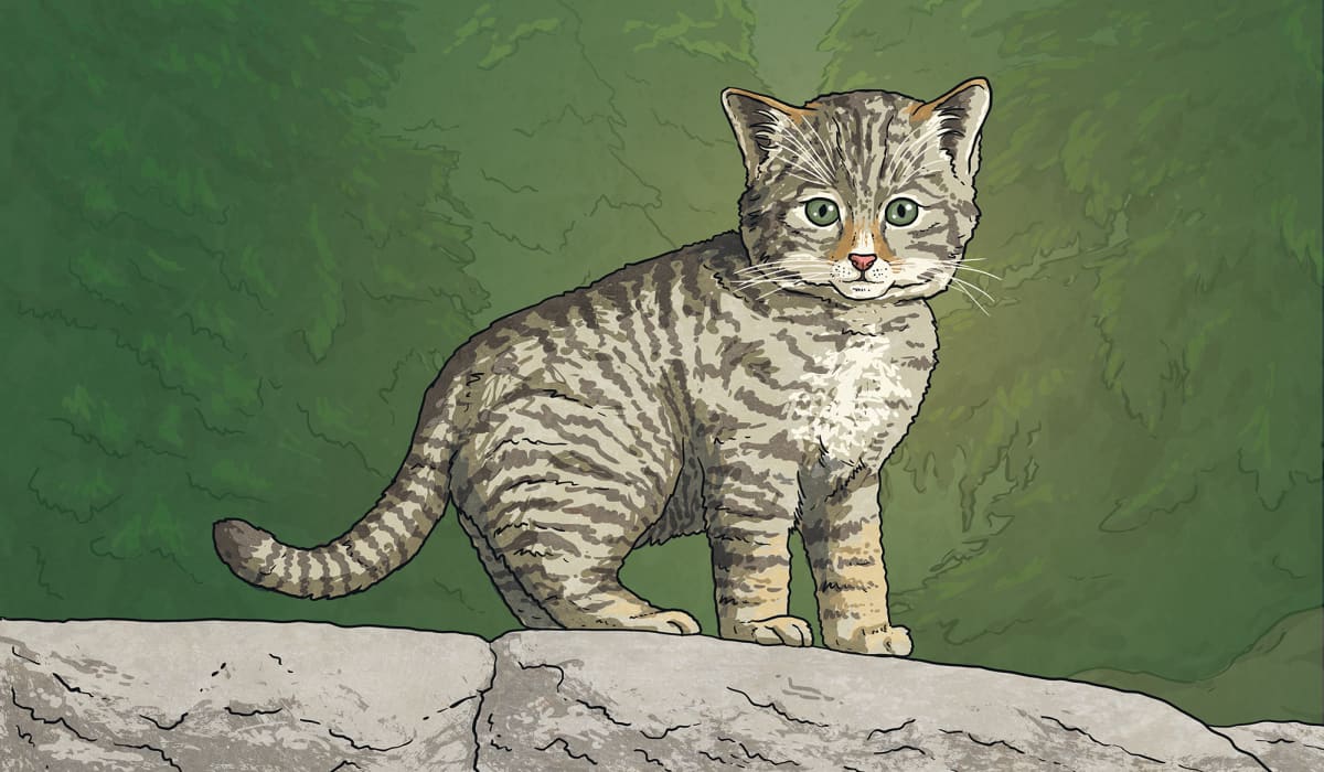 Wild Kitten Comeback - Twinkl NewsRoom - Twinkl