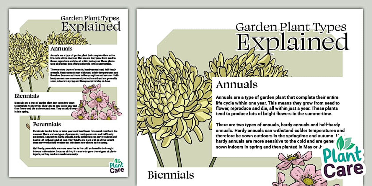 Garden Plant Types Explained: Annuals, Perennials and Biennials