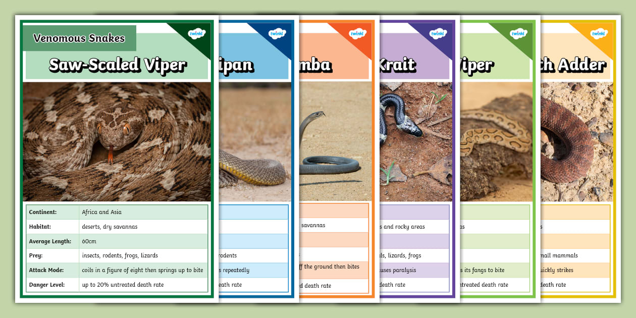 Venomous Snakes Species Posters (teacher made) - Twinkl