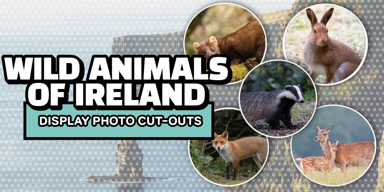 Wild Animals of Ireland Circle Display Photo Cut-Outs