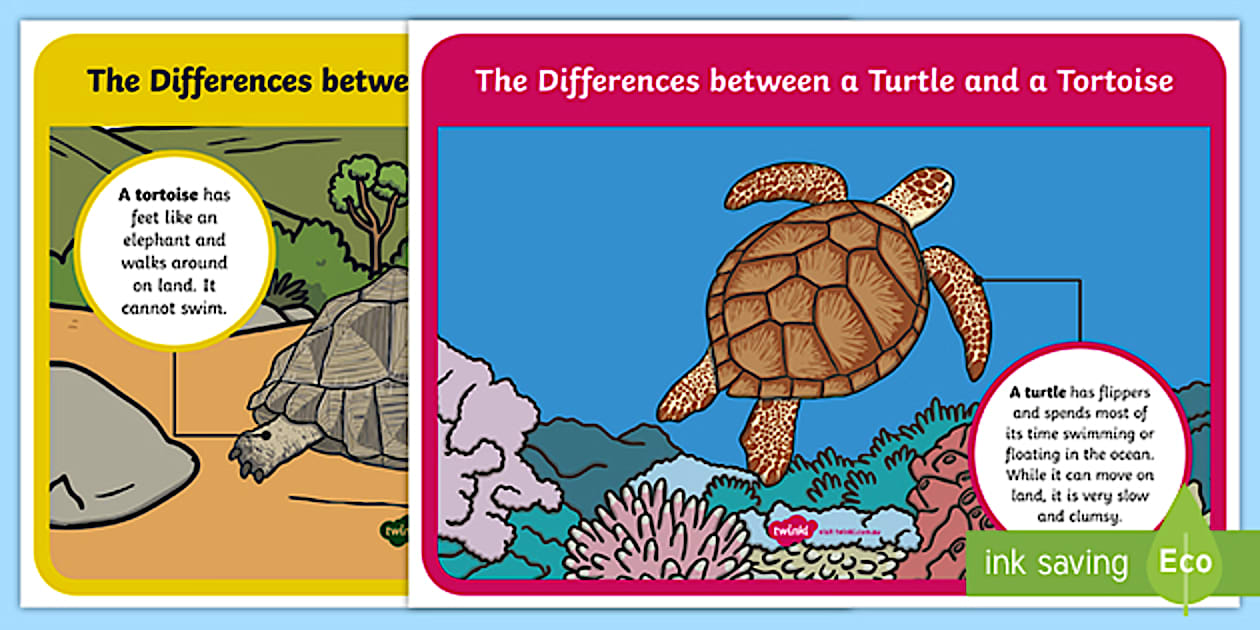 VIC Differences between Turtles and Tortoises Display Poster