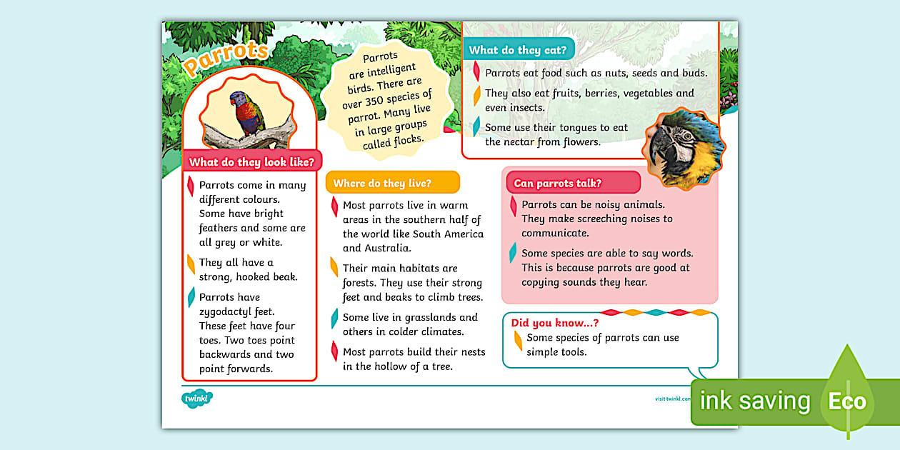 Parrots Fact File - Twinkl - KS1 (teacher made) - Twinkl