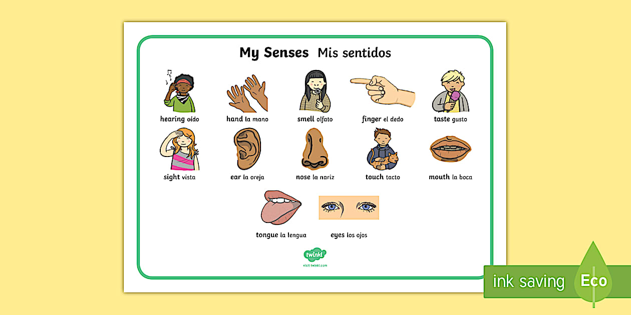 My Senses Word Mat English/Spanish - My Senses KS1 Body Parts Word Mat