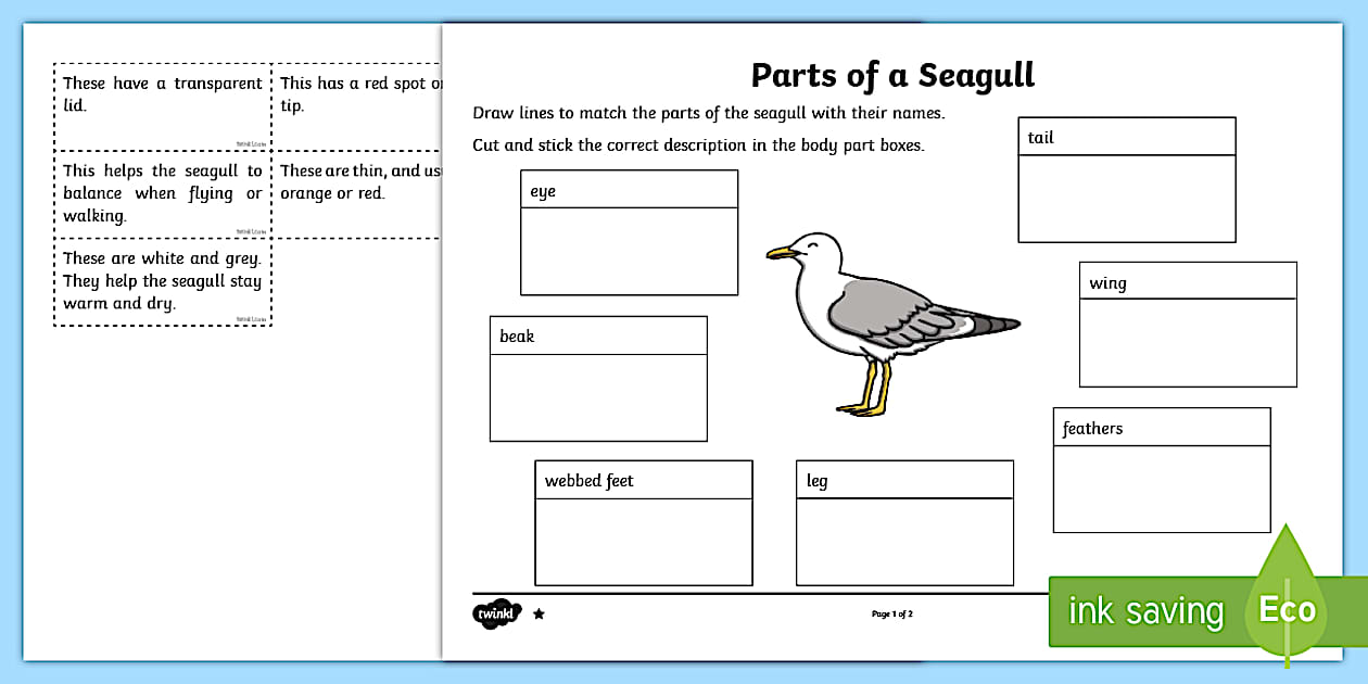 Parts of a Seagull Differentiated Worksheet / Worksheet