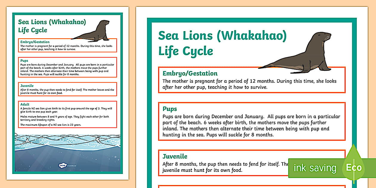 NZ Sea Lion Life Cycle Display Posters - Twinkl