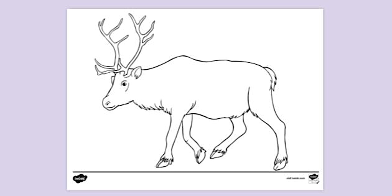 Reindeer Colouring Sheet | Colouring Sheet - Twinkl