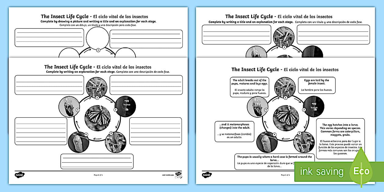 Complete Metamorphosis Insect Life Cycle Worksheets English/Spanish