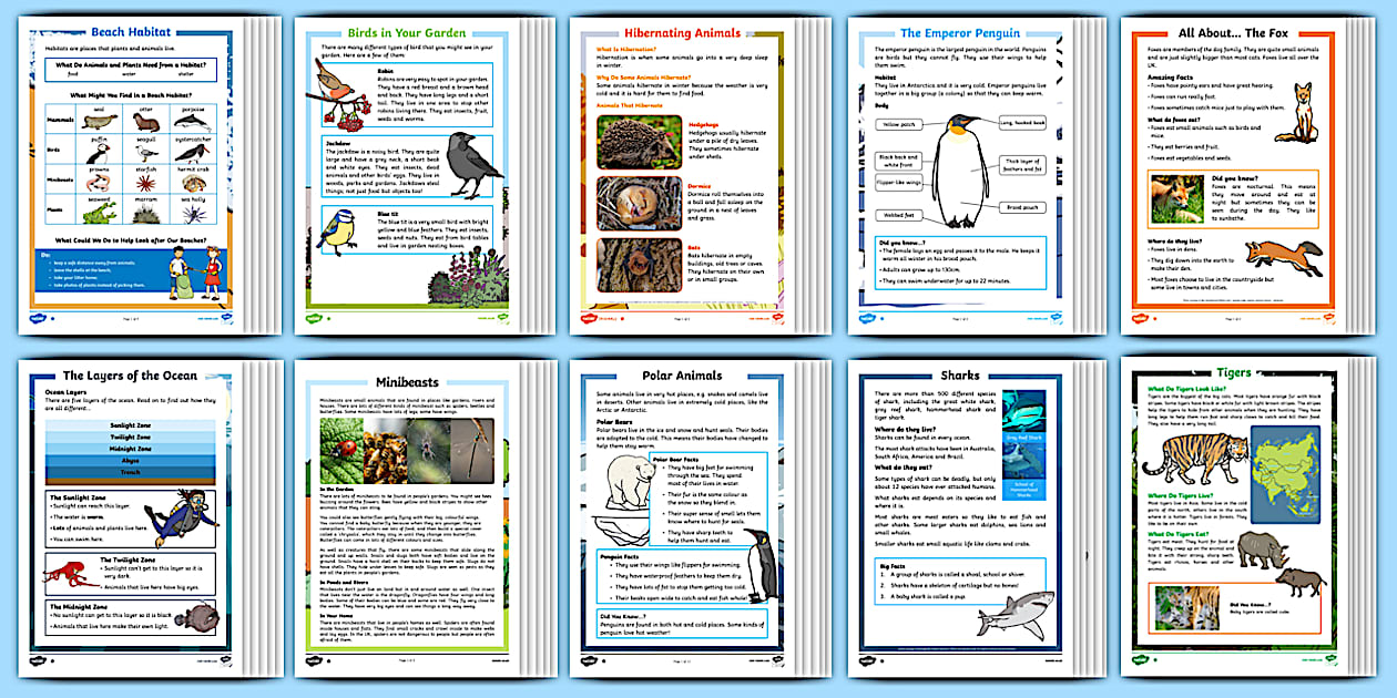 Animal Non-Chronological Report | Non-Fiction Texts Animals
