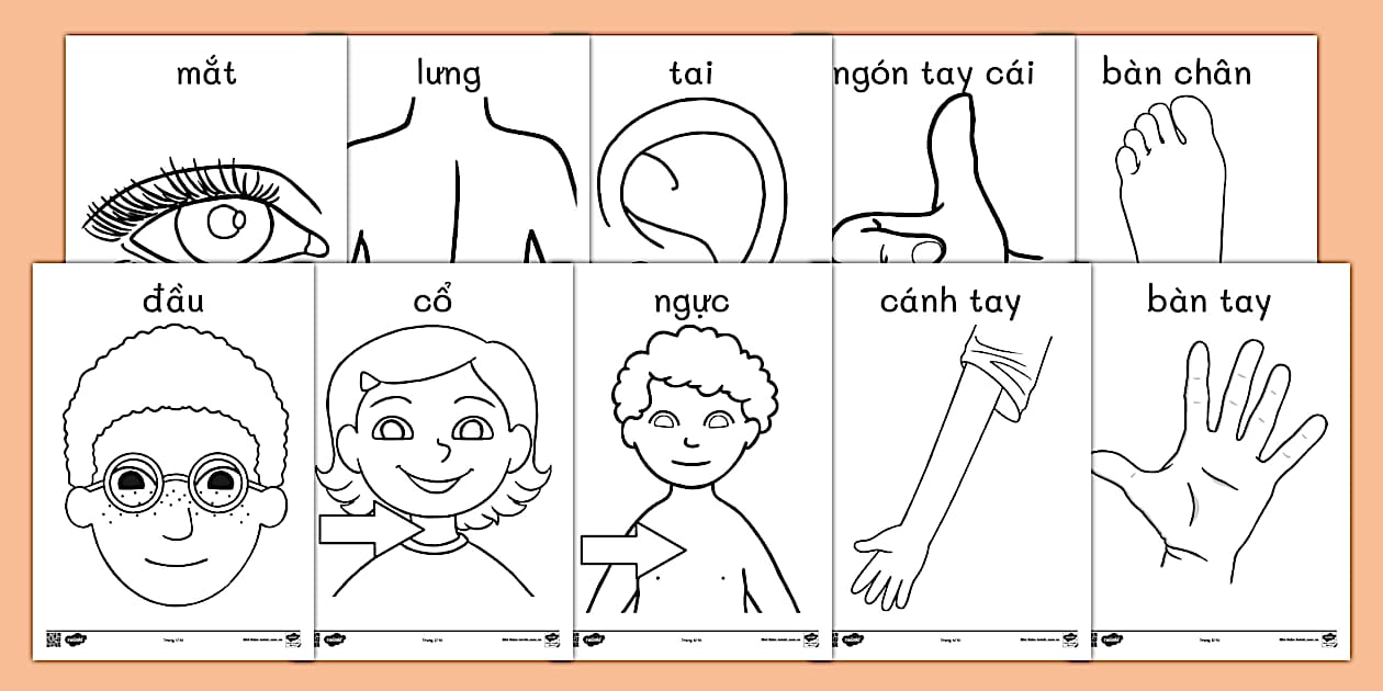 Bộ Tranh Tô Màu Các Bộ Phận Trên Cơ Thể Người - Twinkl