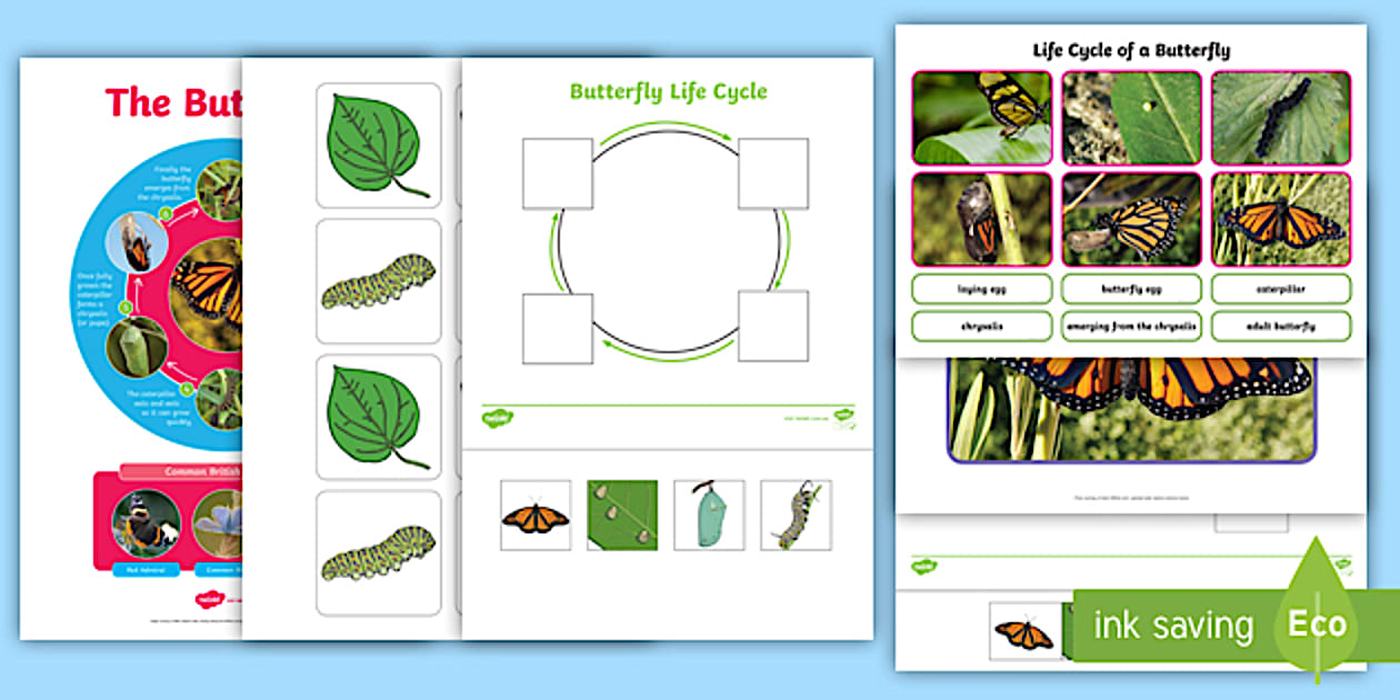 Butterfly Life Cycle Resource Pack (teacher made) - Twinkl