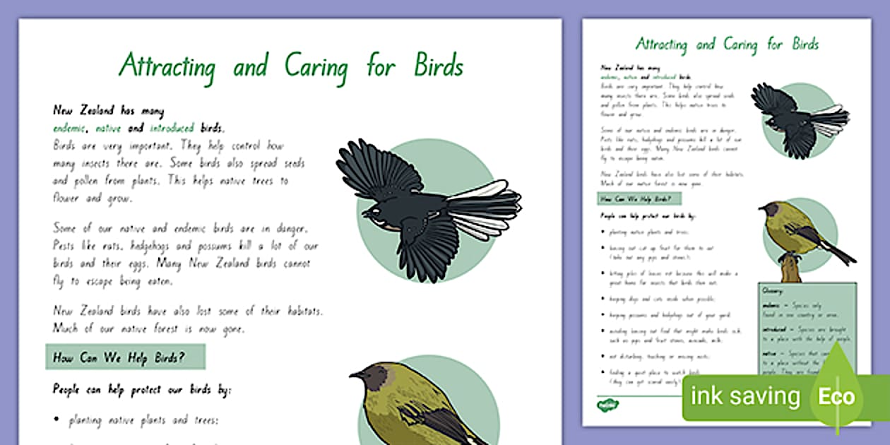 Attracting Native Birds Fact File (Teacher-Made) - Twinkl
